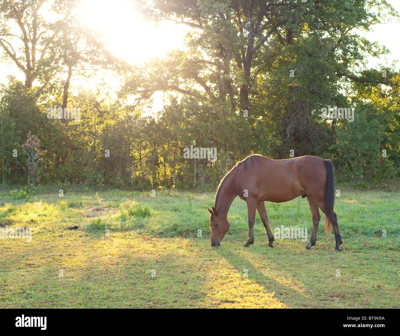 Light Bay Arabian Horses