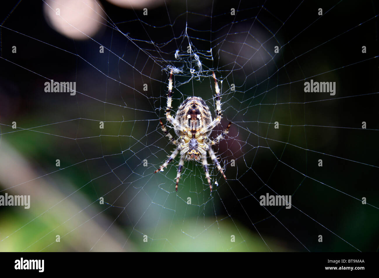 Common English Garden Spider Stock Photo - Alamy