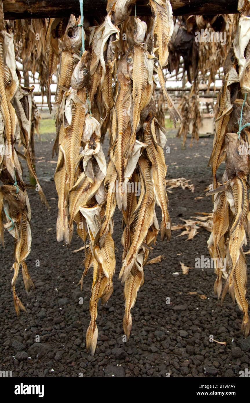 Iceland, Reykjanes Peninsula, Hafnarfjordur. Traditional stock fish ...
