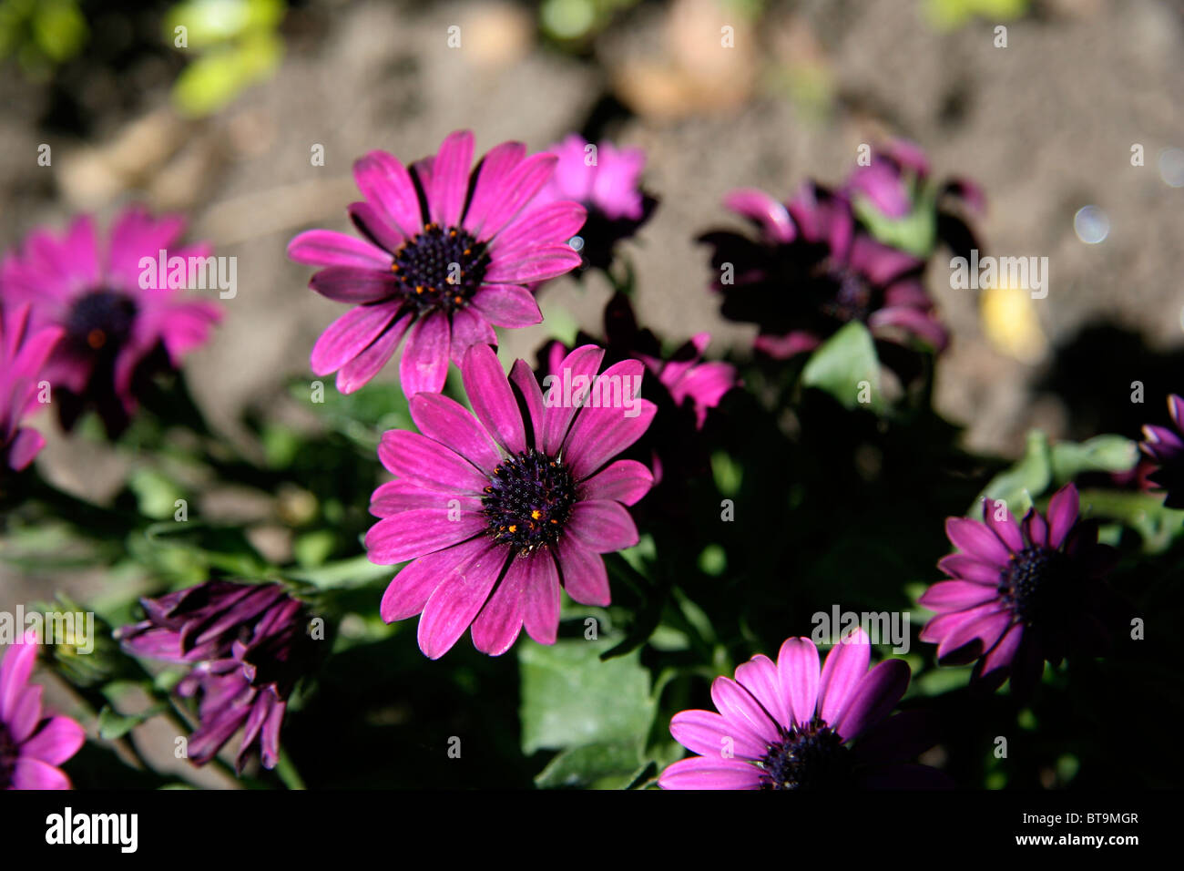 Cape daisy hi-res stock photography and images - Alamy