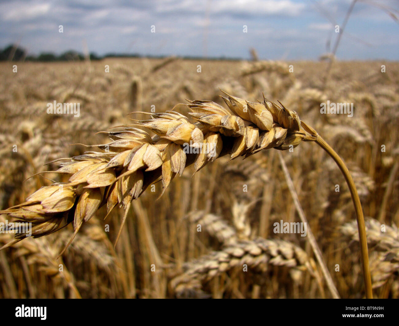 Sun matured whear ear in the field Stock Photo - Alamy