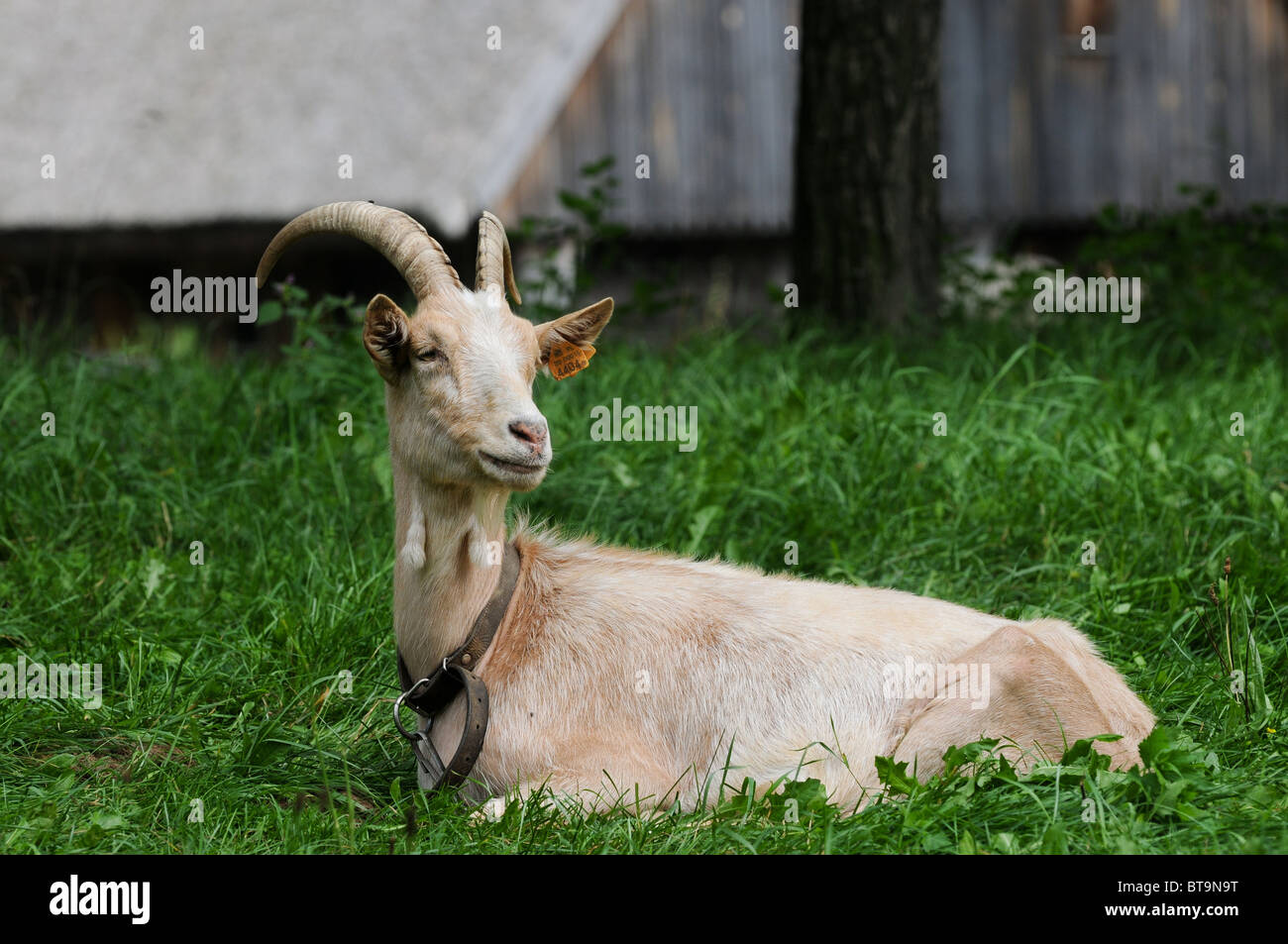 goat on polish countryside, Masuria region in Poland Stock Photo - Alamy
