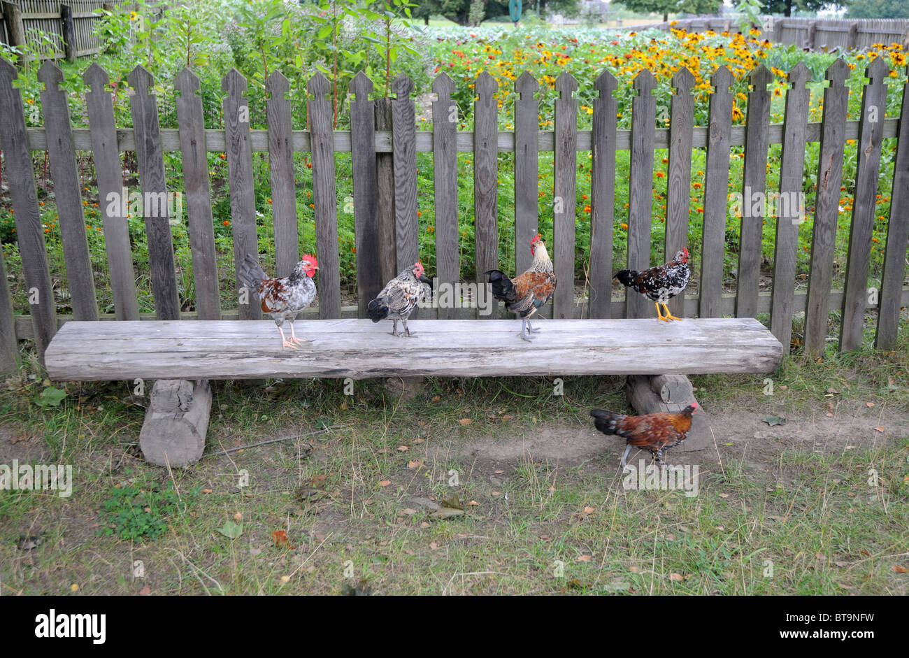 Pygmy Chickens High Resolution Stock Photography and Images - Alamy