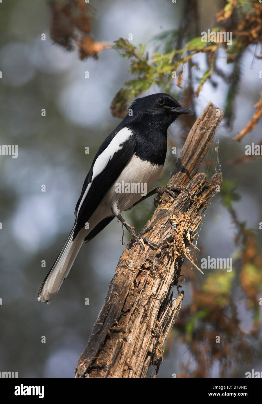 MAGPIE ROBIN (Copsychus saularis) Bharatpur National Park, India Stock ...