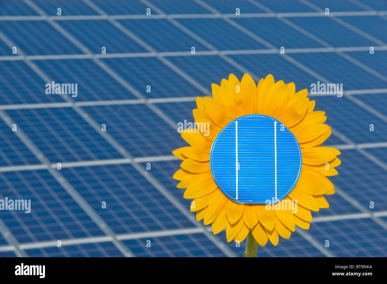 sun flower and solar cell in front of solar panel as symbol for ...