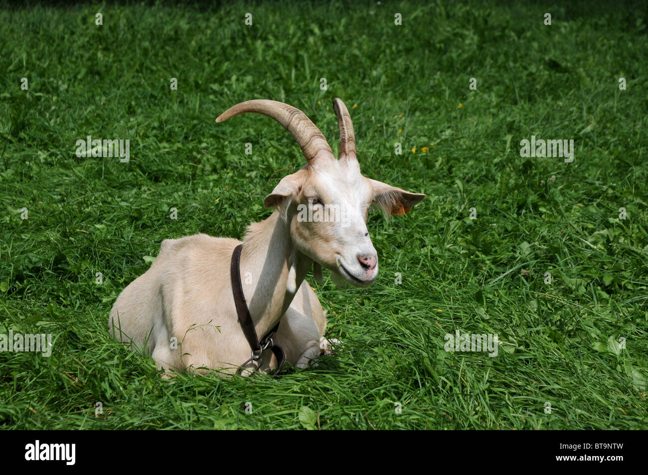 goat on polish countryside, Masuria region in Poland Stock Photo - Alamy