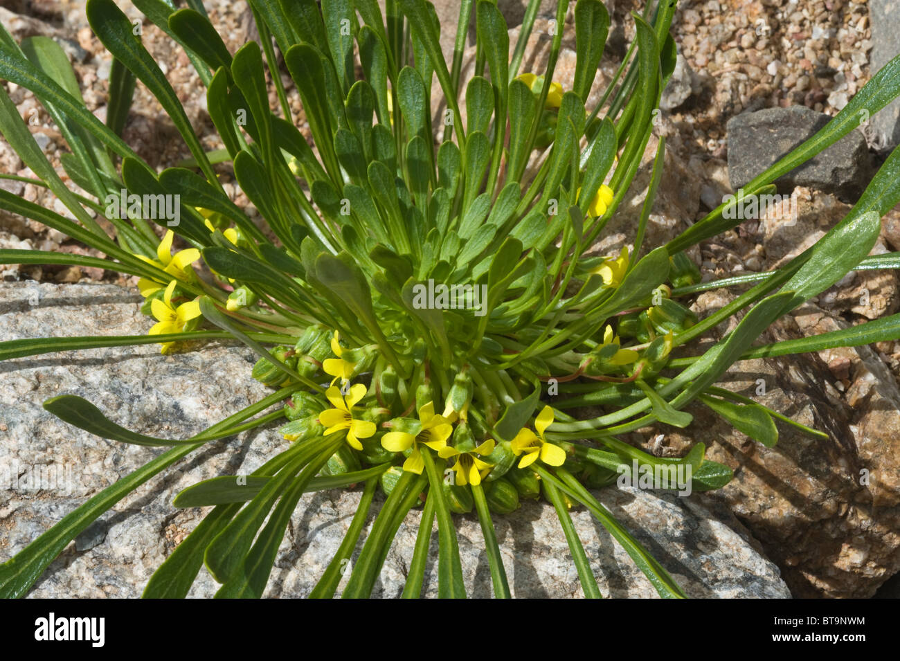 Violeta del Campo (Viola asterias) flowers Quebrada del Castillo Parque ...