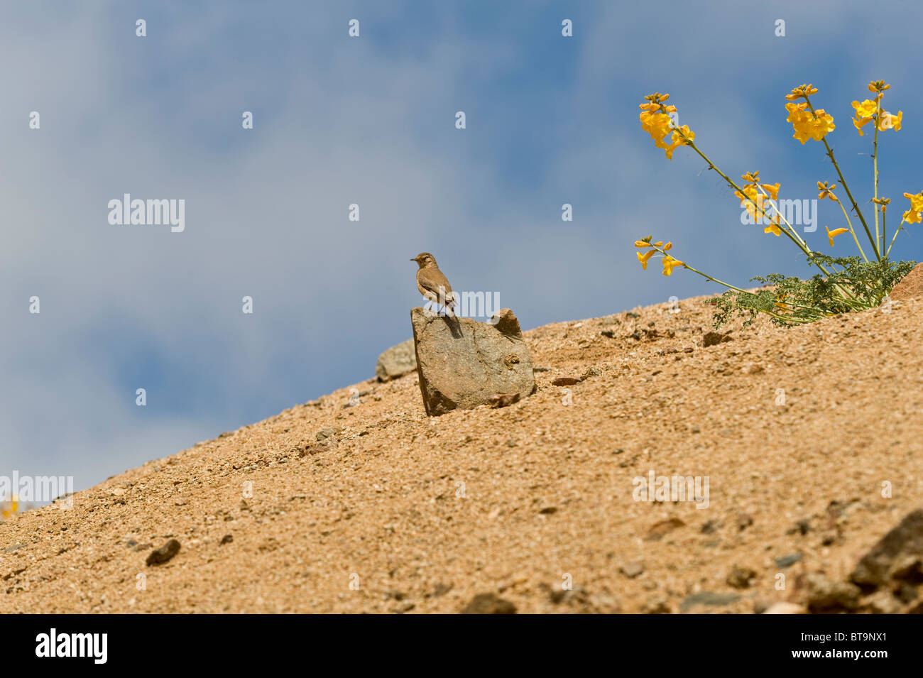 Habitat del desierto hi-res stock photography and images - Alamy