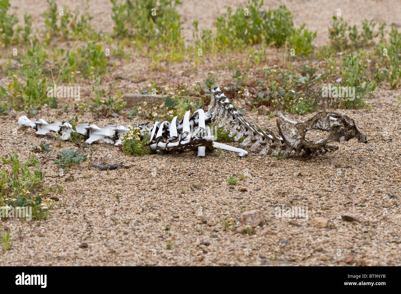 Guanaco (Lama guanicoe) skeleton Quebrada del Castillo Parque National ...