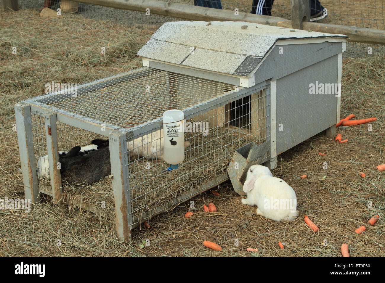Rabbits and cage Stock Photo - Alamy