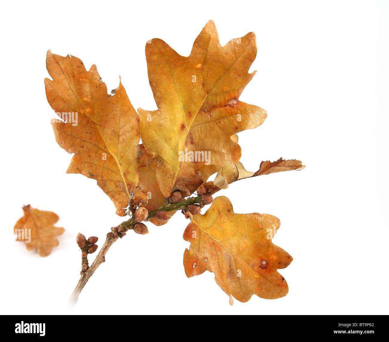 autumn oak twig with yellow leaves Stock Photo - Alamy