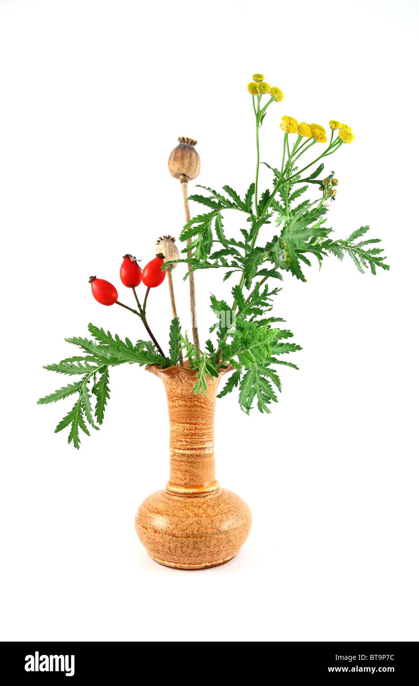 Fall rose autumn Cut Out Stock Images & Pictures - Alamy