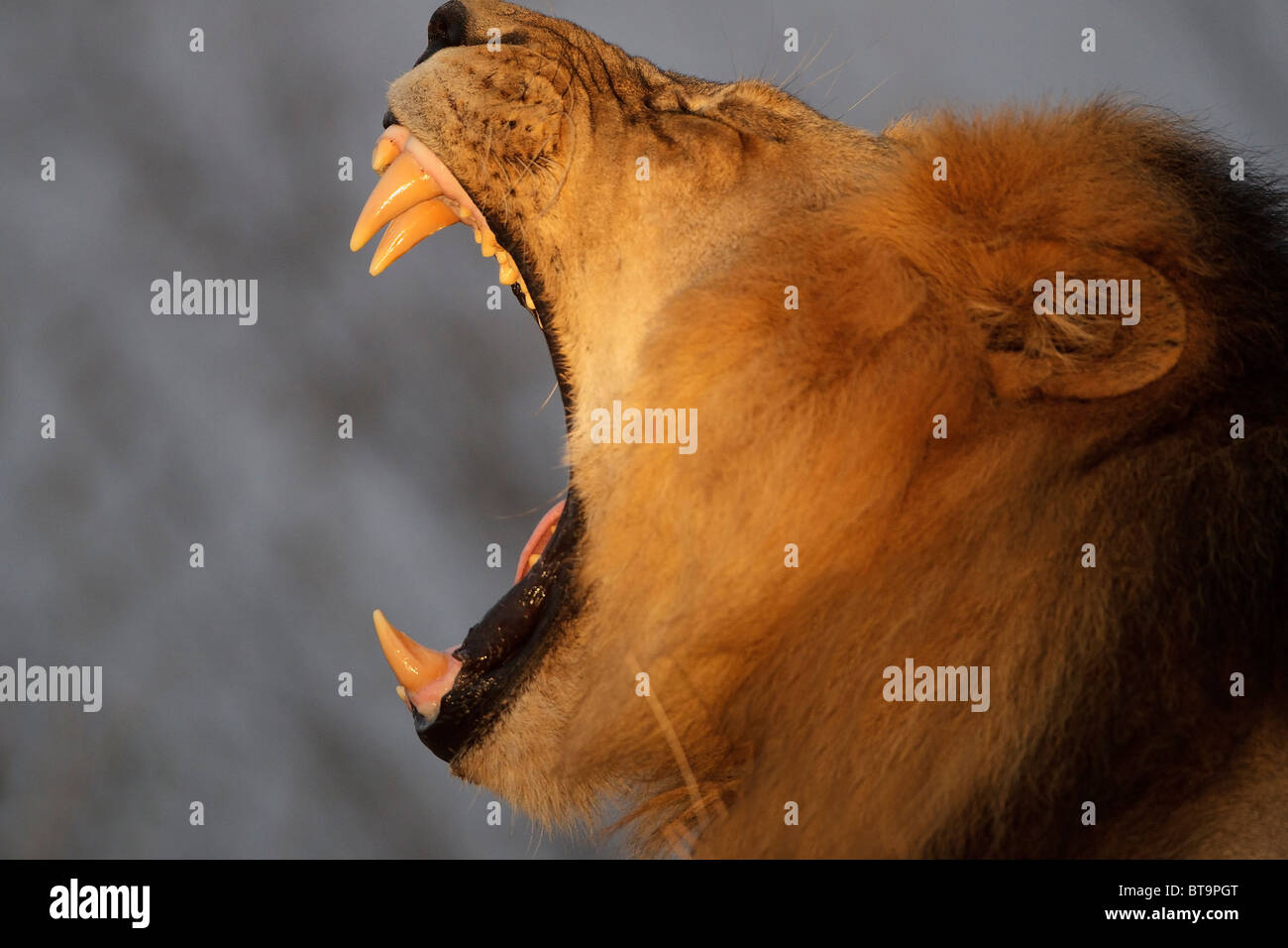 Lion Snarl Side Lion Snarling | Flickr Photo Sharing!