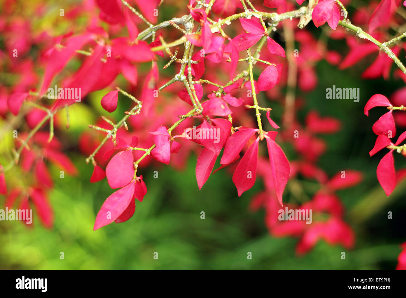 Bright scarlet colour hi-res stock photography and images - Alamy