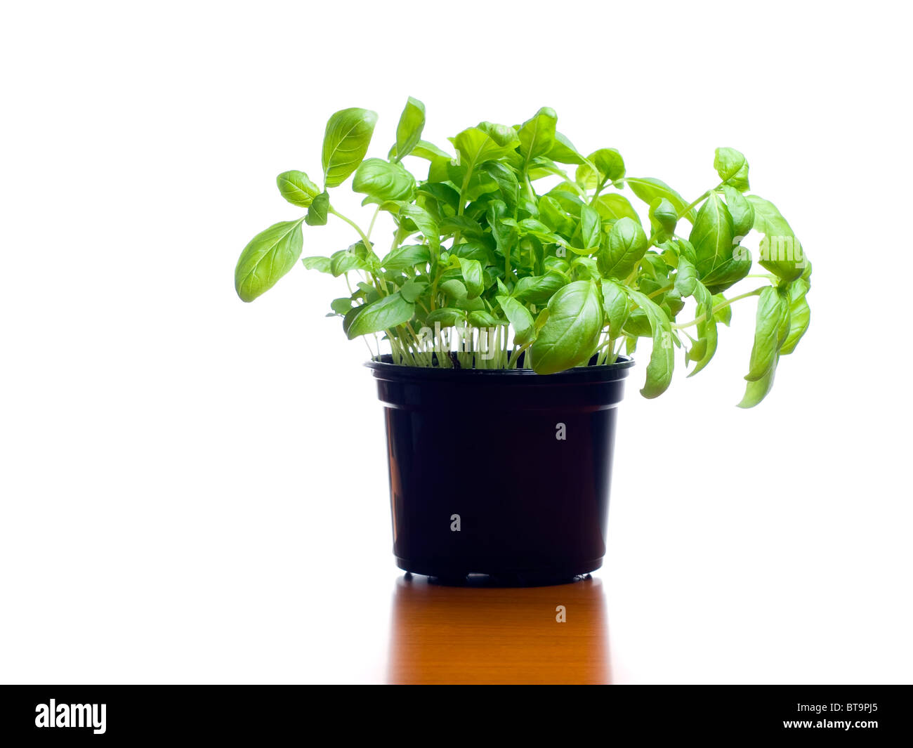 Basil is a culinary herb prominently featured in Mediterranean cuisine ...