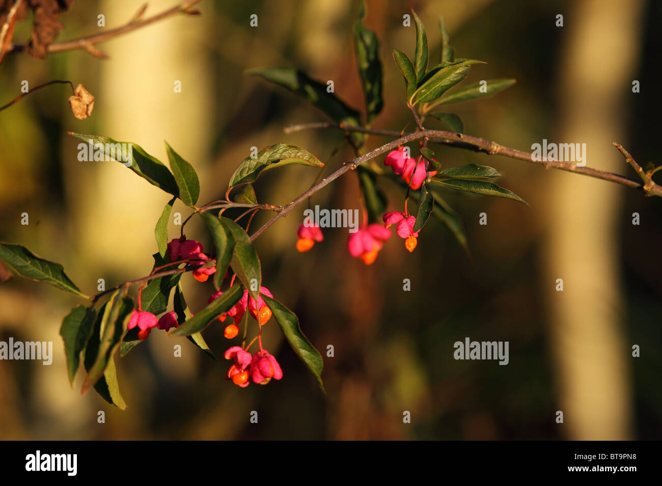 Spindleberry hi-res stock photography and images - Alamy