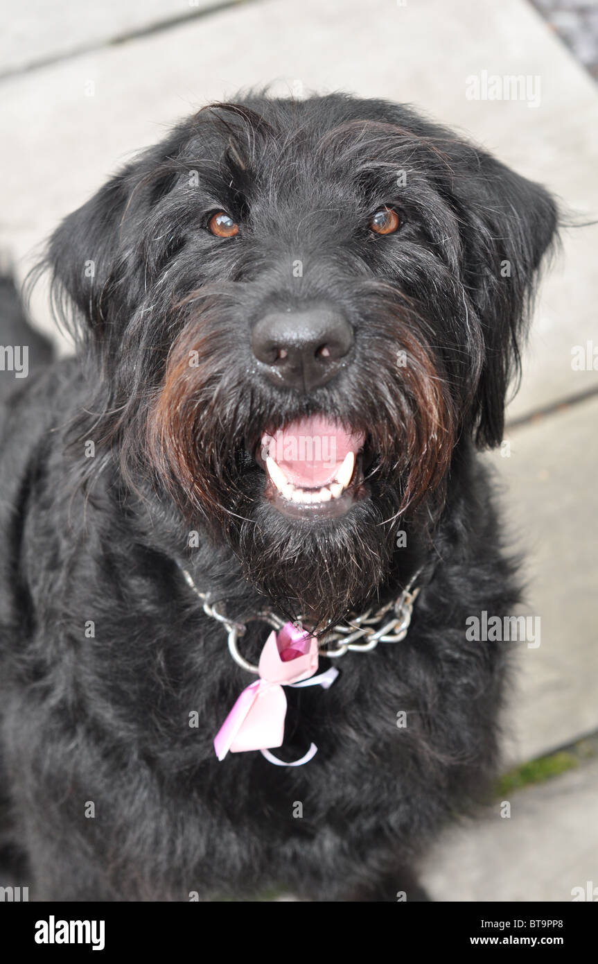 Black Labradoodle Dog Stock Photo - Alamy