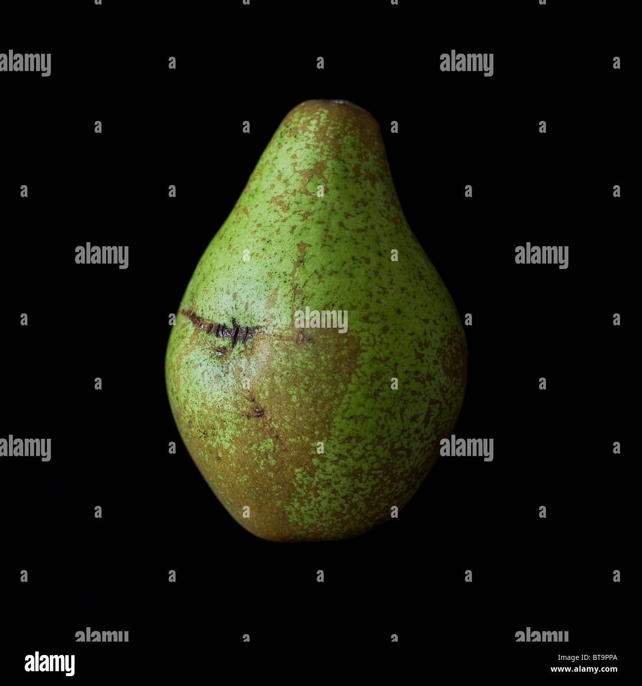 A damaged Conference Pear. Photo by Gordon Scammell Stock Photo - Alamy