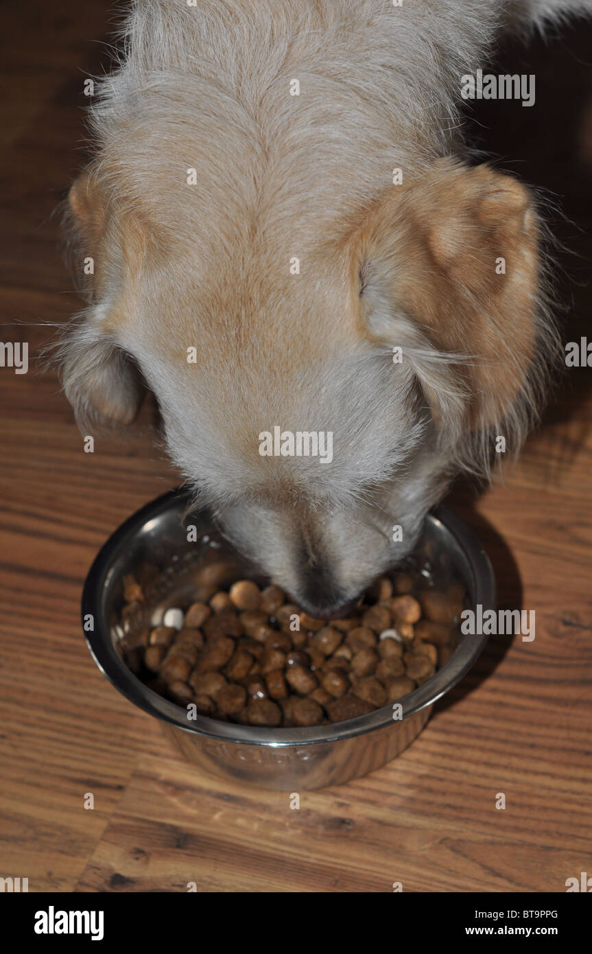 Dog Eating From Bowl Stock Photo - Alamy