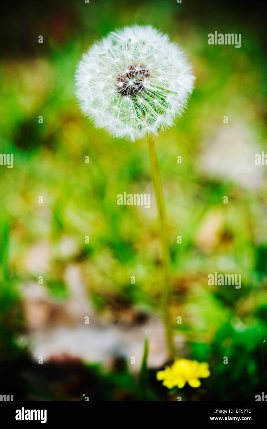 A single dandelion photographed with background out of focus Stock ...