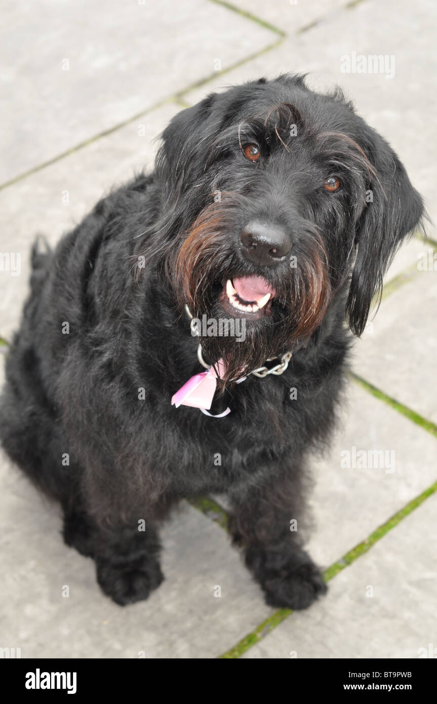 Black Labradoodle Dog Stock Photo - Alamy