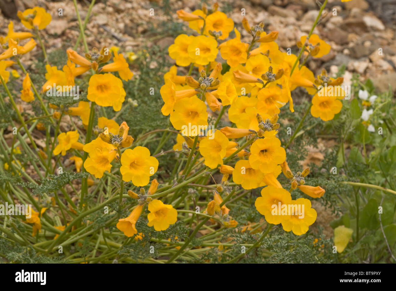 Argylia radiata flowers Quebrada del Castillo Parque National Pan de ...