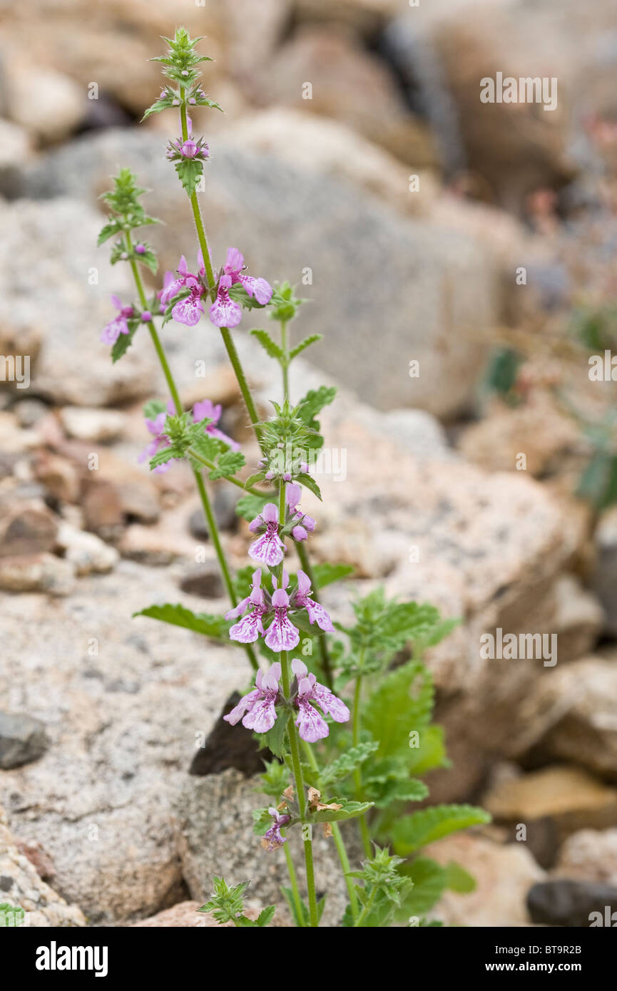 Hierba Santa (Stachys grandidentata) flowers Quebrrada de Castillo ...