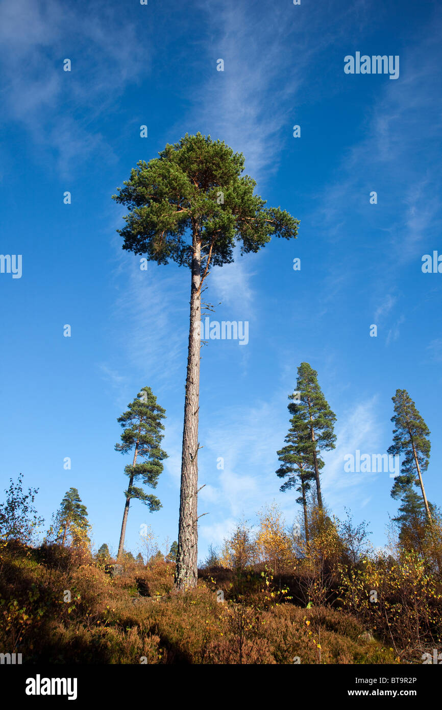 Mixed Pine trees and Autumn Silver Birch Forest Woodland in Autumn ...