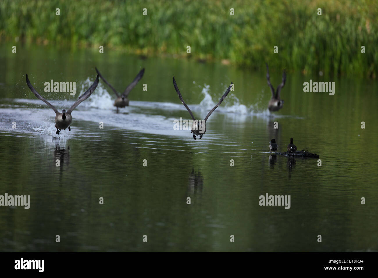 Canada geese gaggle Stock Photo - Alamy