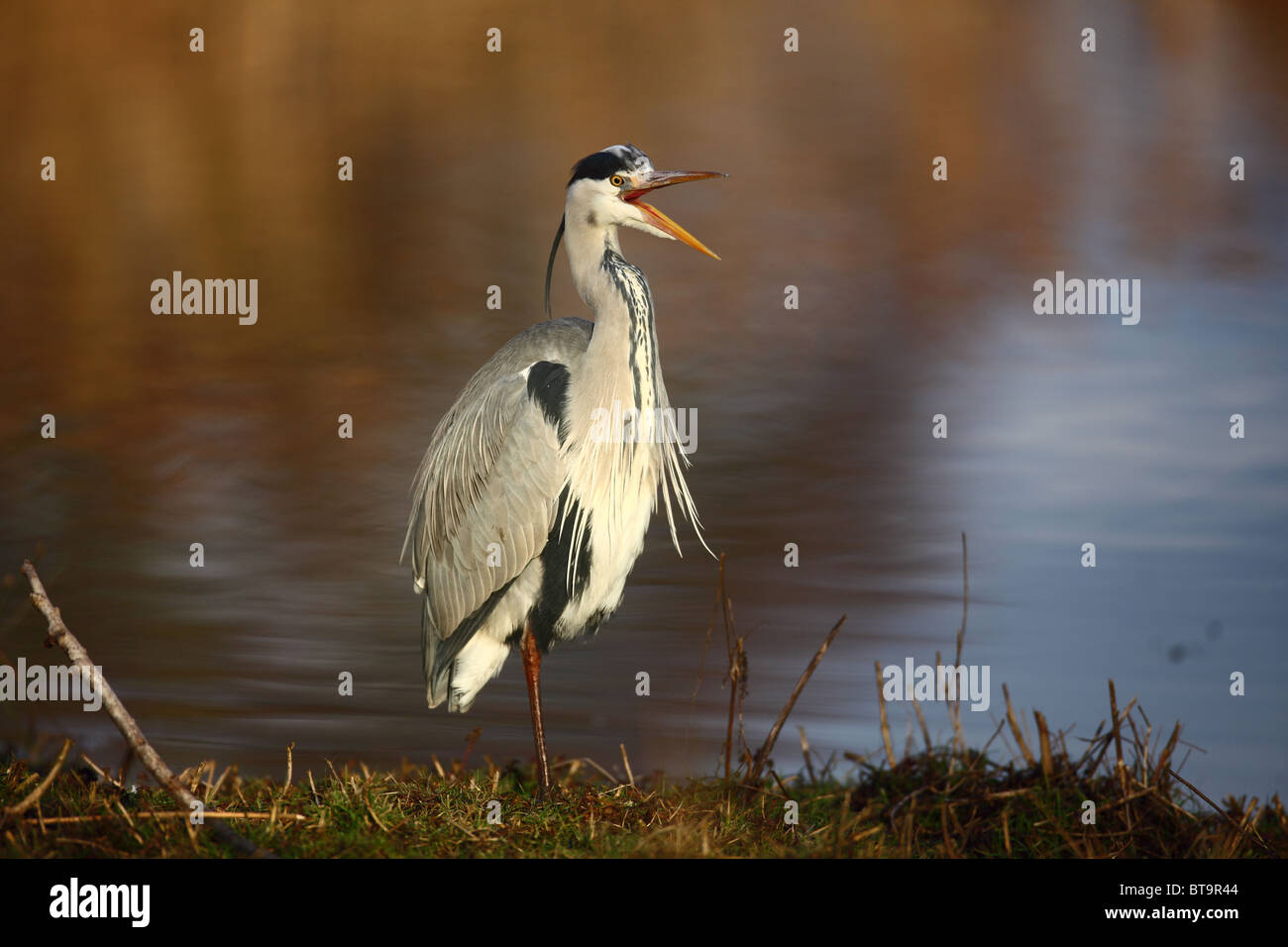 Grey heron calling Stock Photo - Alamy