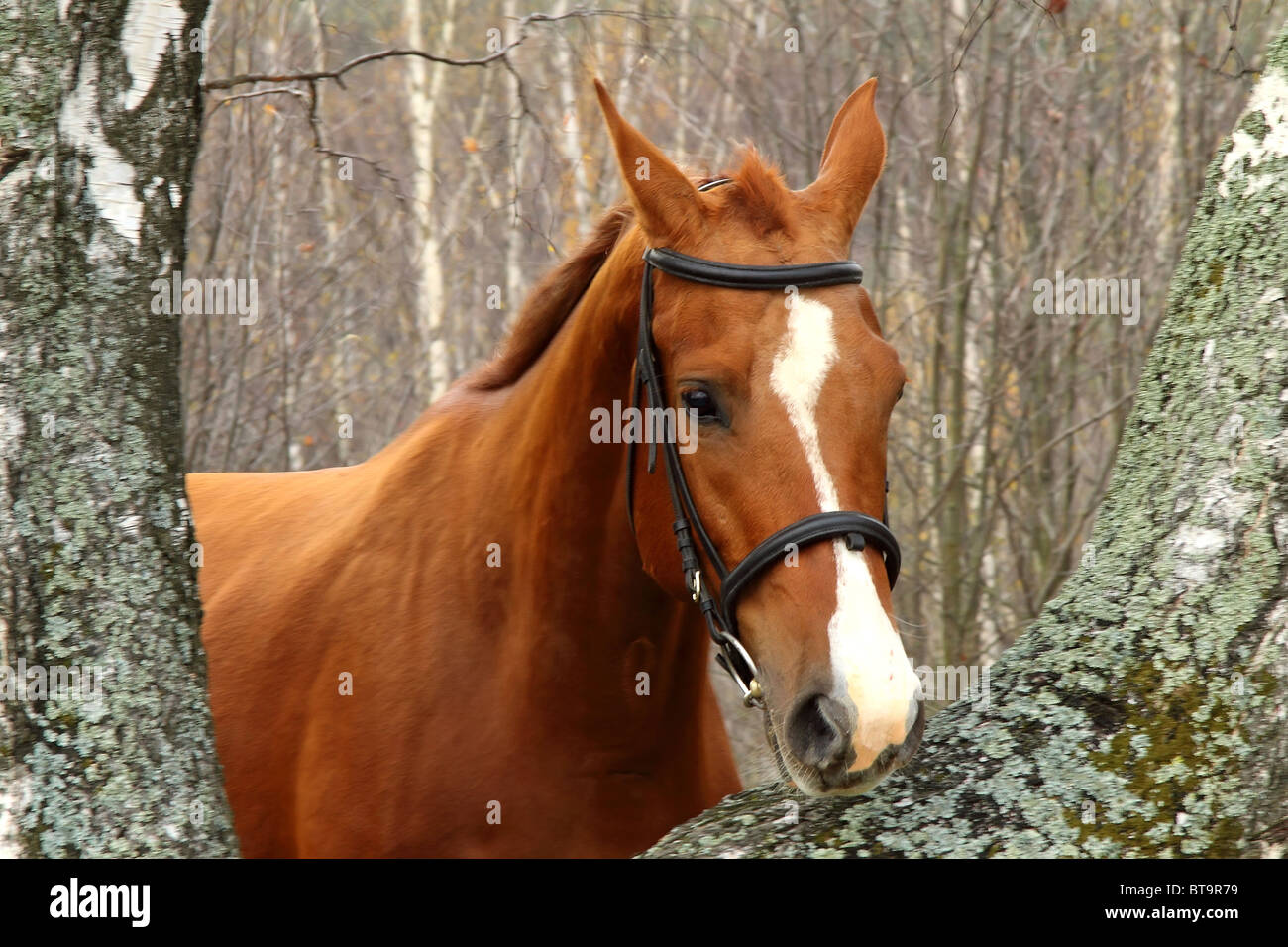 Horse don mare hi-res stock photography and images - Alamy