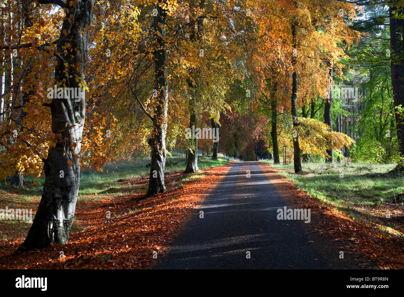 Scottish Autumn landscape. Mature Beech Trees & mixed Pine, Silver ...