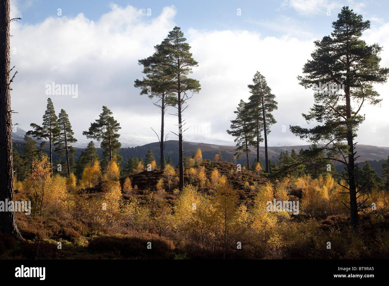 Scottish pine forests hi-res stock photography and images - Alamy