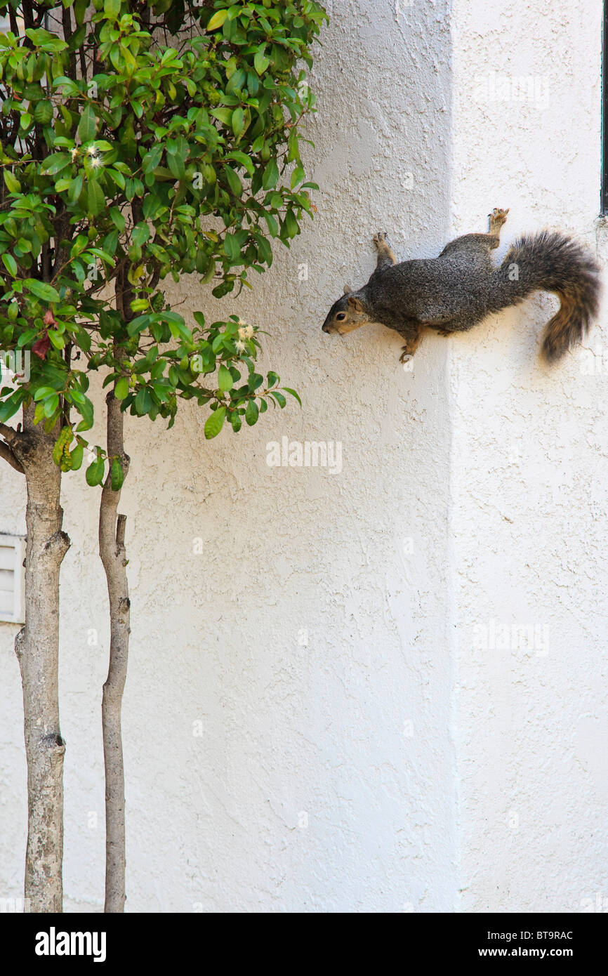 Squirrel on a wall about to leap Stock Photo - Alamy