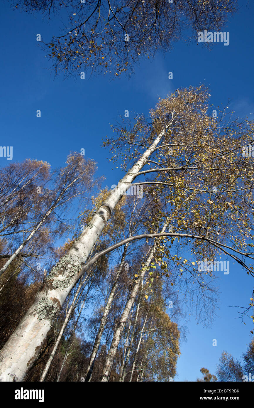 Tall Silver Birch Tree angled against the blue sky, Scotland, UK Stock ...