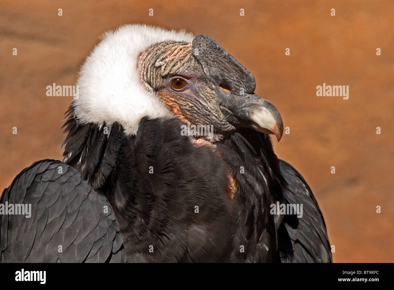 An portrait of an Andean Condor Stock Photo - Alamy