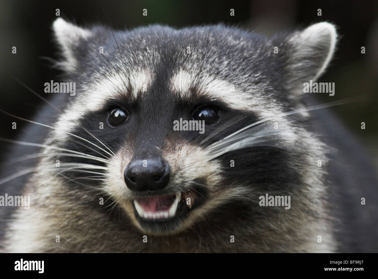 Angry Raccoon Face