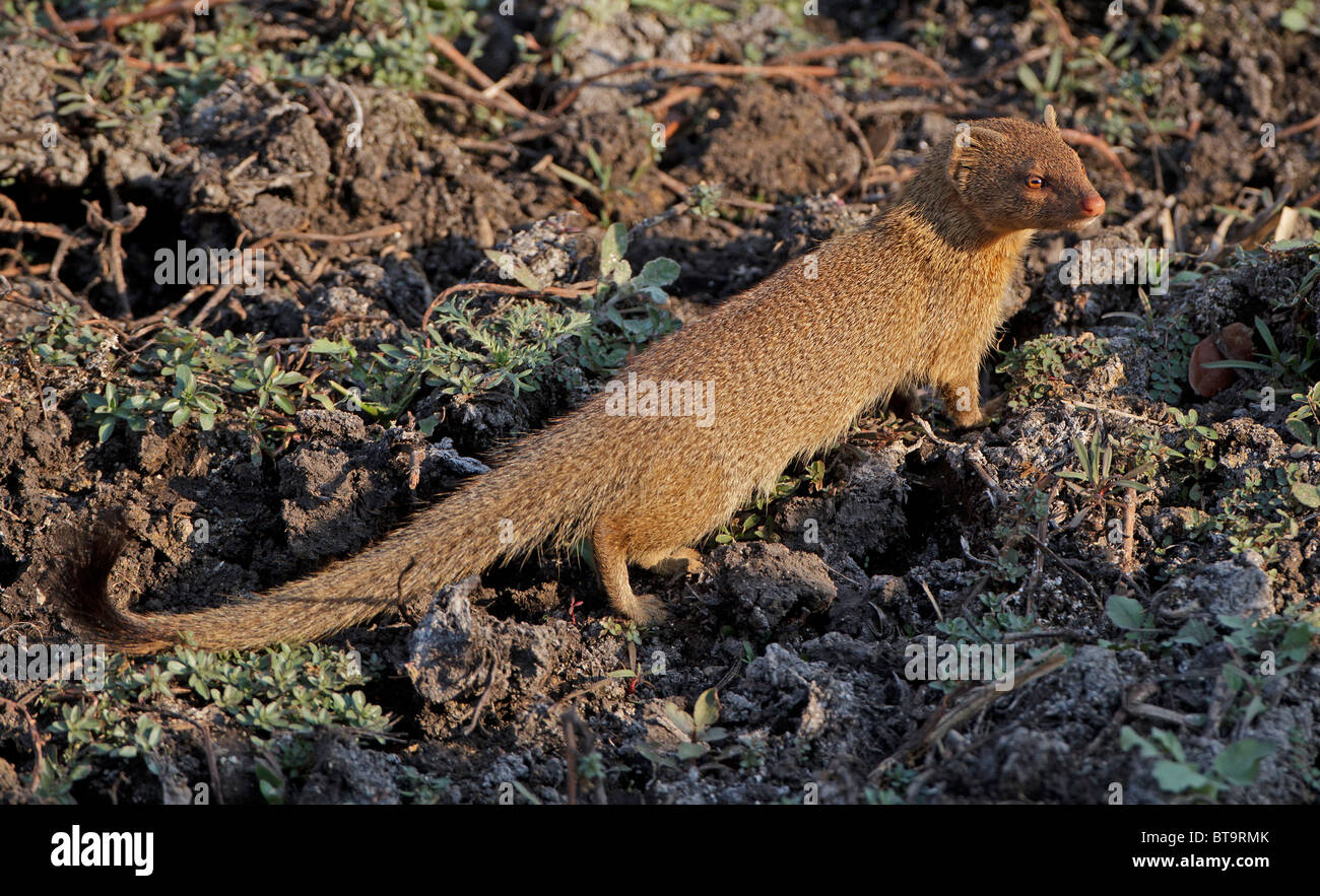Slender Mongoose hunting for food near a waterhole in the Kruger Park ...