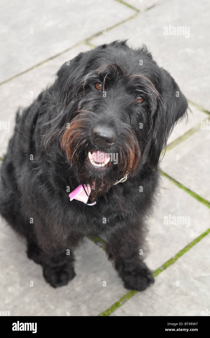 Black Labradoodle Dog Stock Photo - Alamy