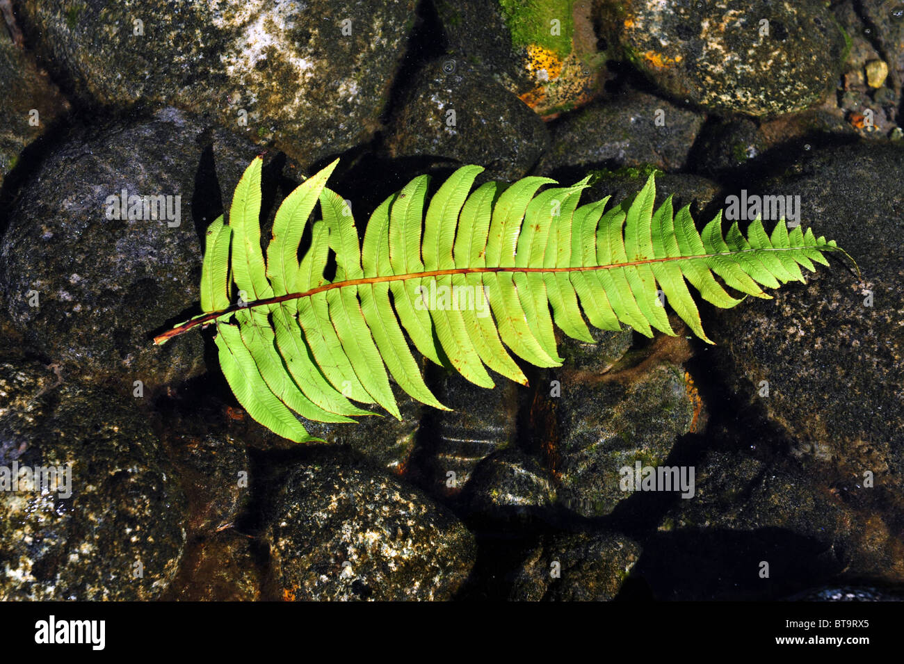 Maori Emblem High Resolution Stock Photography and Images - Alamy