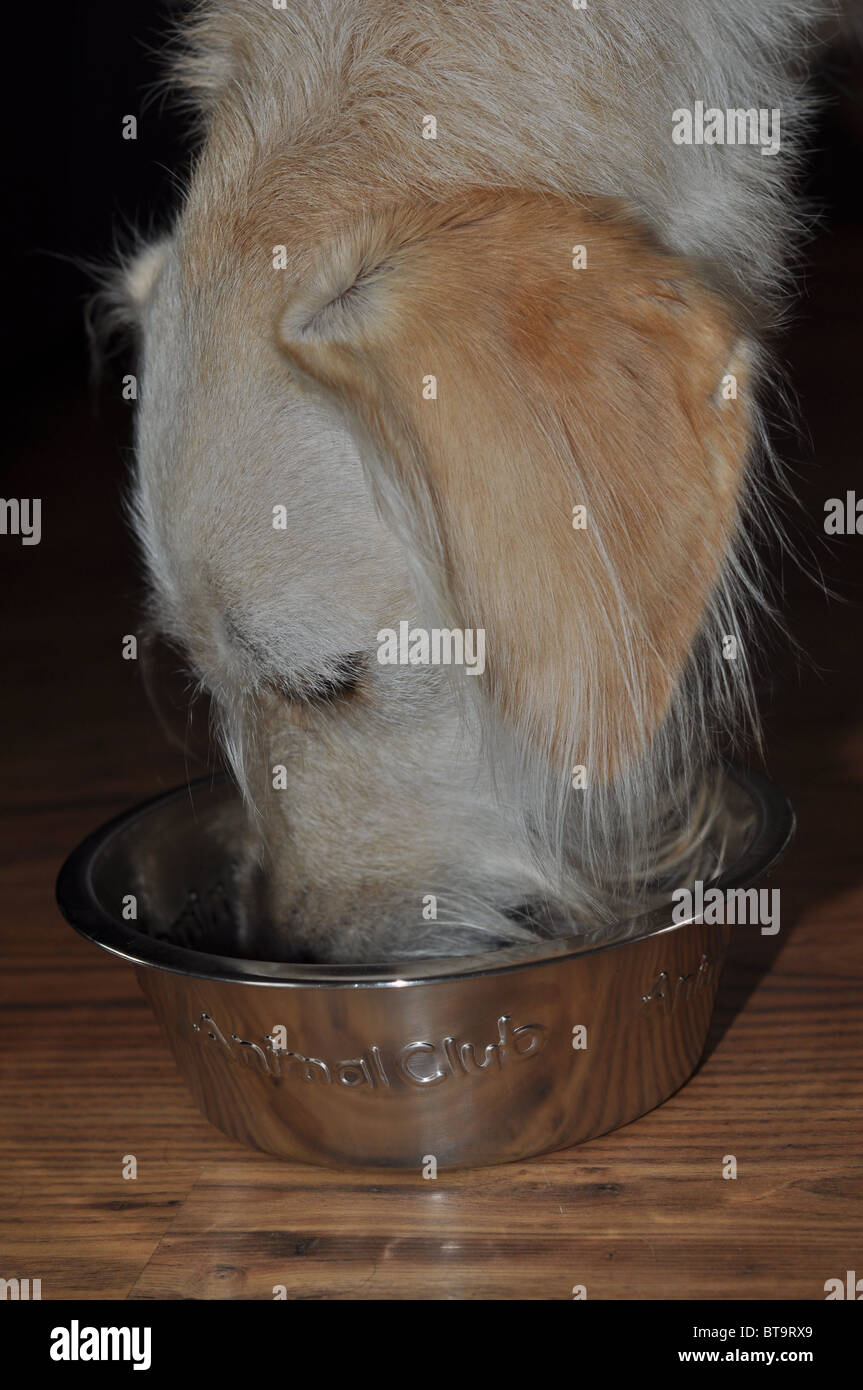 Blonde Labradoodle Eating Stock Photo - Alamy