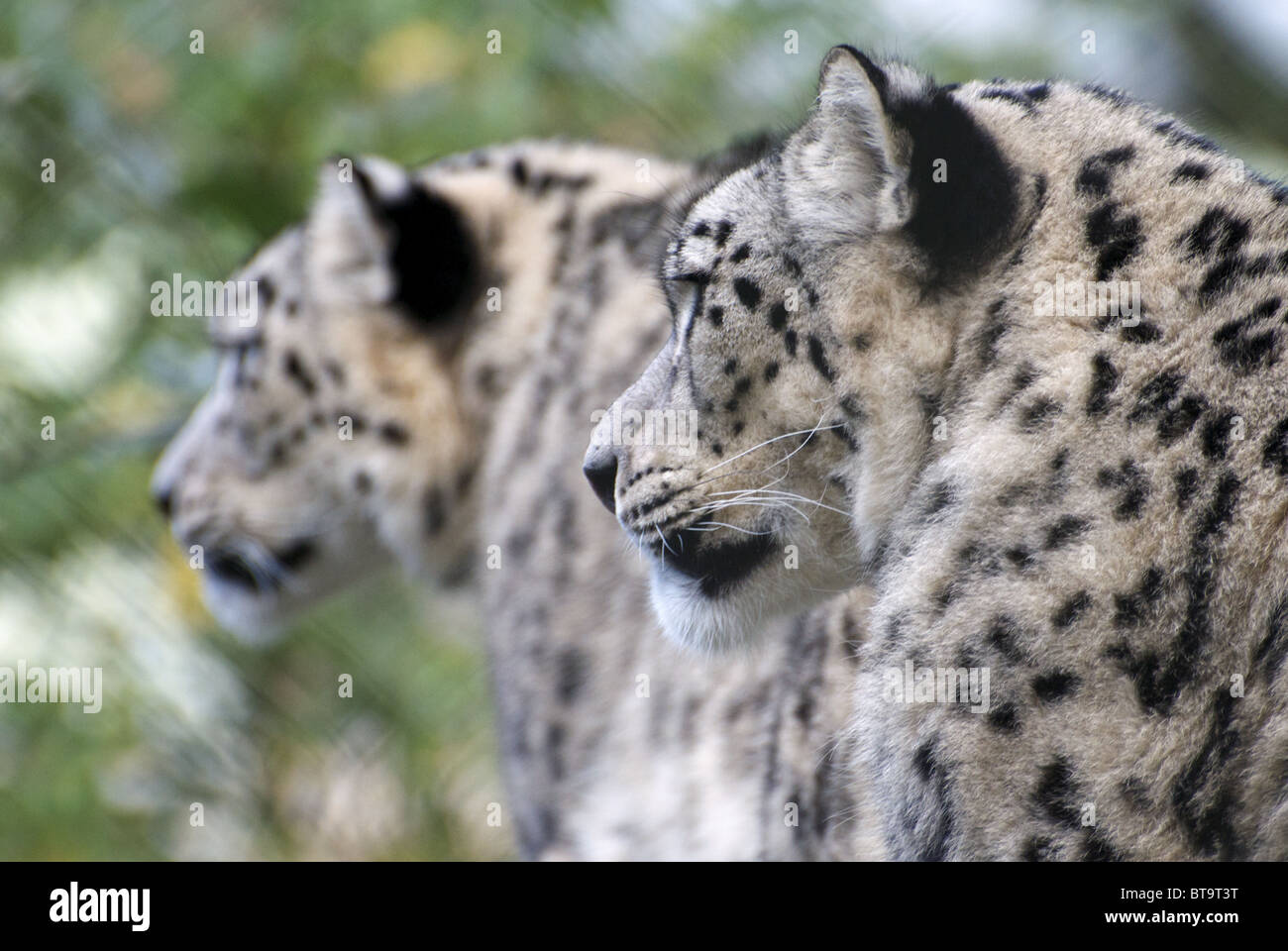 Two snow leopards sitting next to each other Stock Photo - Alamy