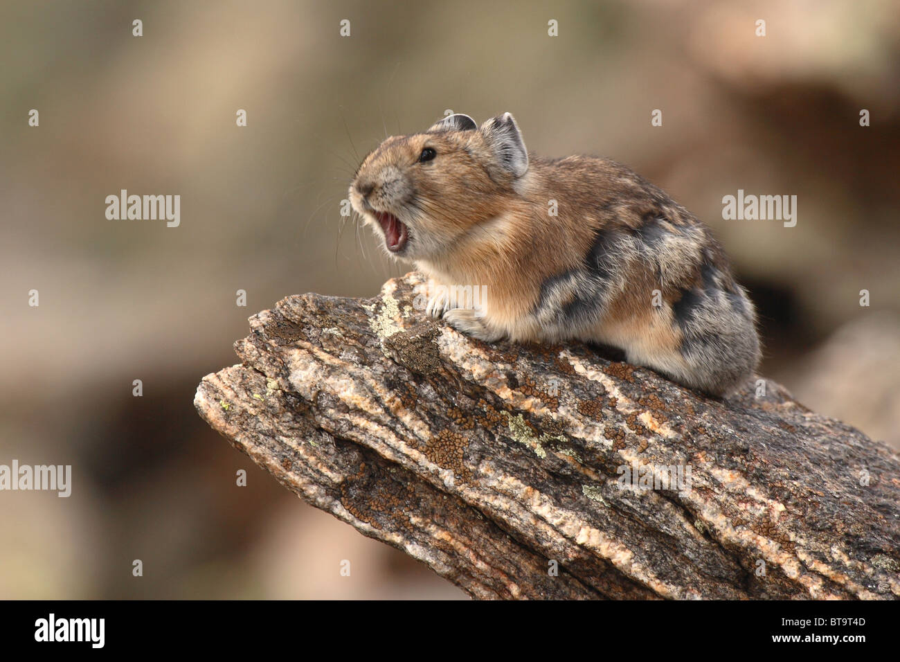 American pika rocky mountains colorado hi-res stock photography and ...