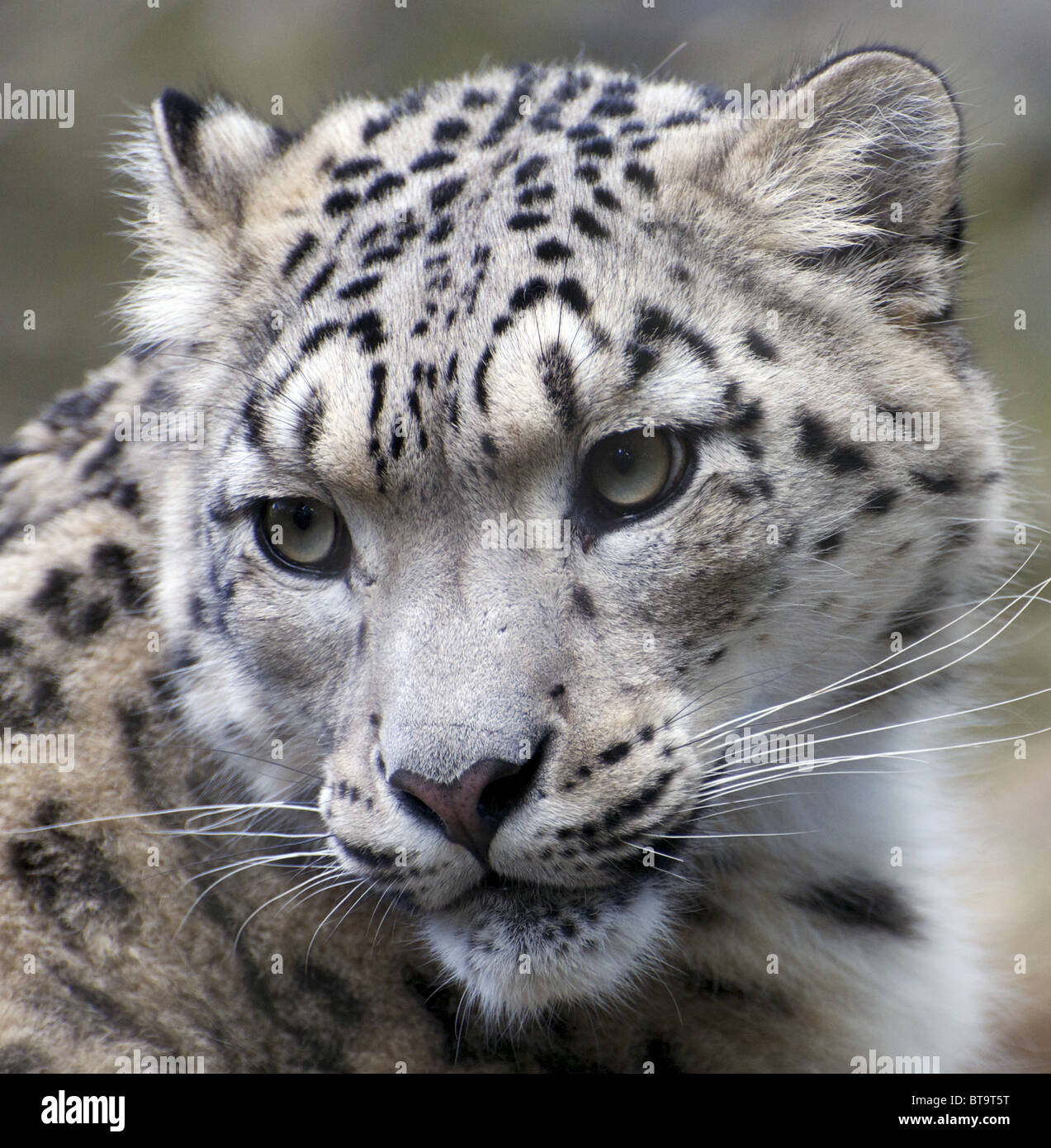 Female snow leopard (headshot Stock Photo - Alamy