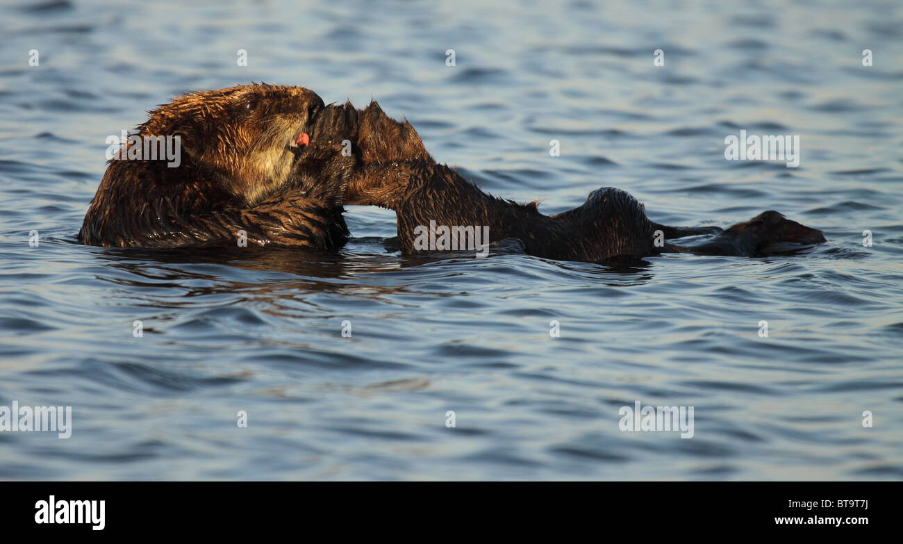 A Sea Otter licking between its toes Stock Photo - Alamy