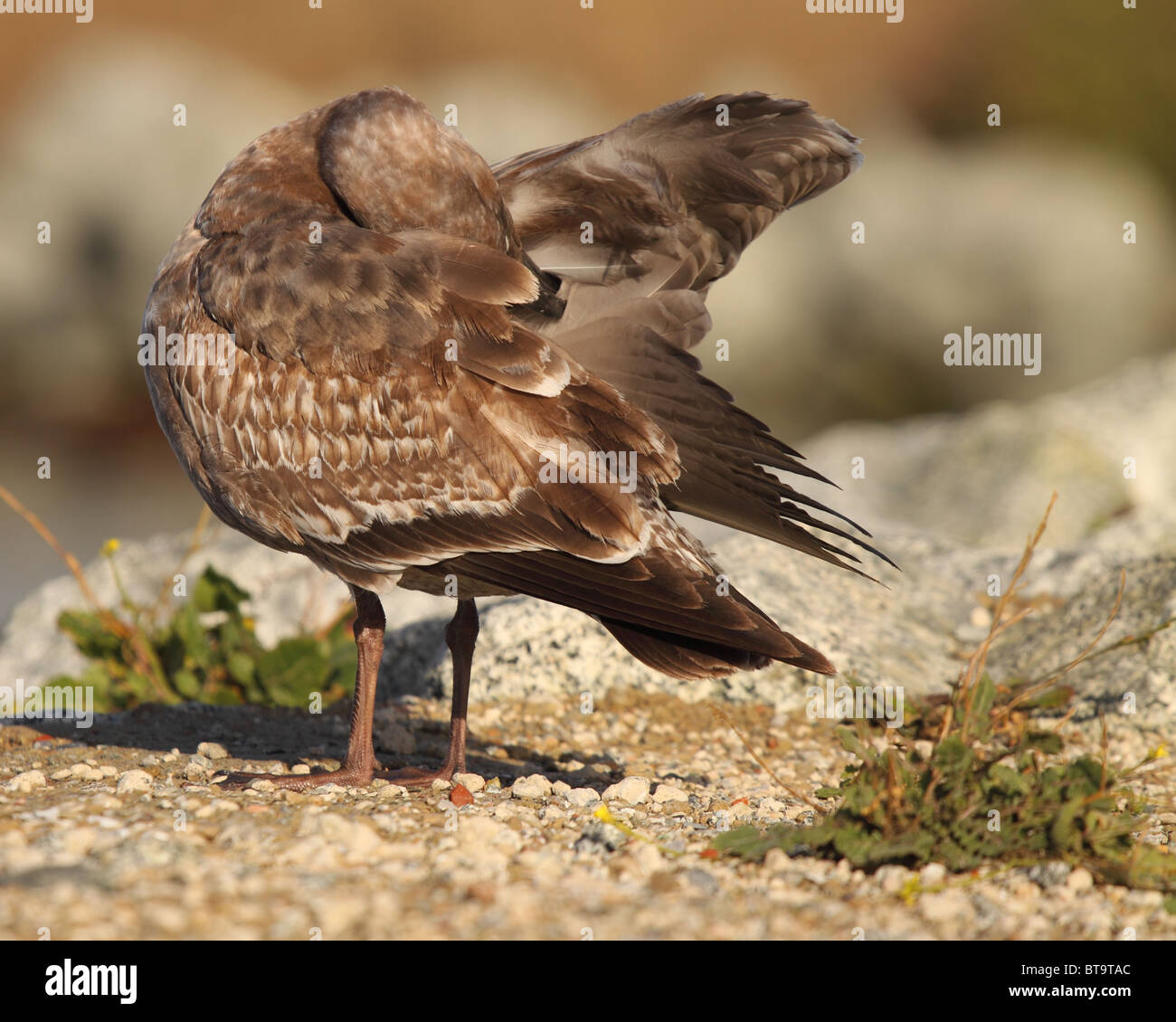 A Western Gull grooming in California Stock Photo - Alamy