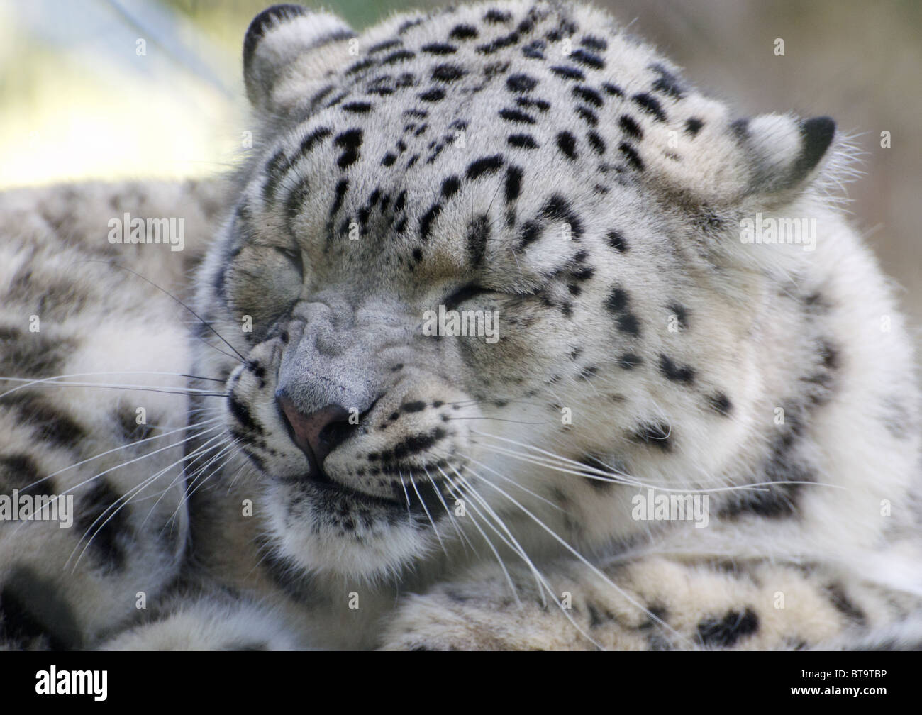 Female snow leopard wrinkling her nose Stock Photo - Alamy