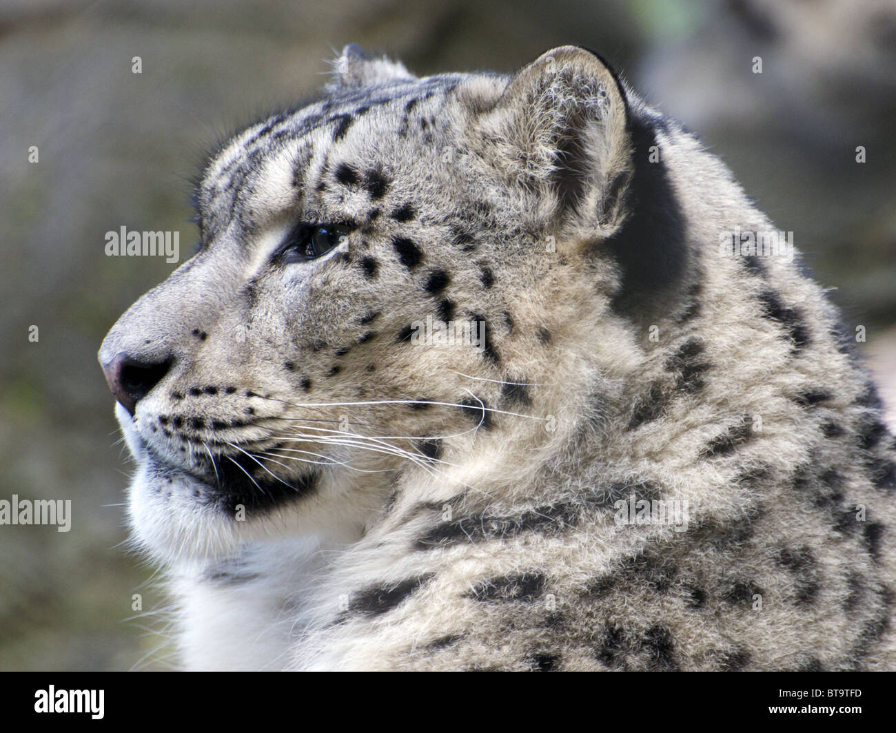 Male snow leopard (headshot Stock Photo - Alamy