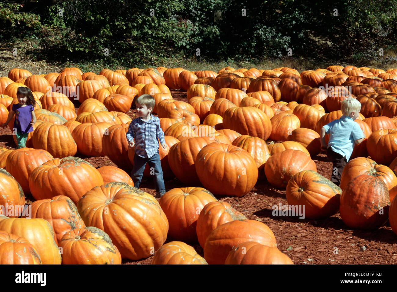 10/24/10 - Children play amongst oversized pumpkins in a farm near ...