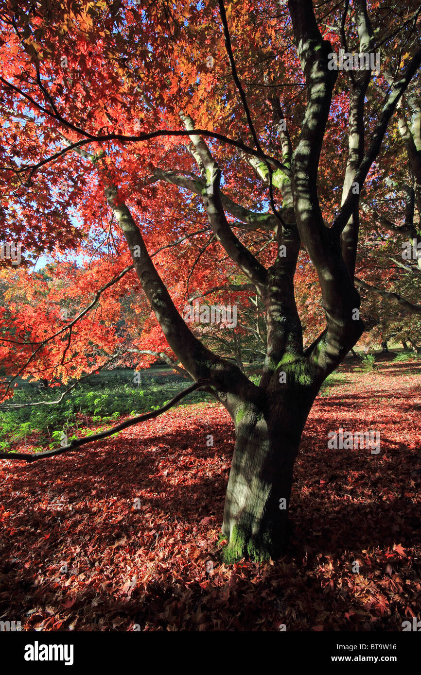 Acer palmatum cascade tree hi-res stock photography and images - Alamy